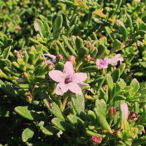 Myoporum Parvifolium 'Pink' – Pink Groundcover Myoporum | Nursery ...