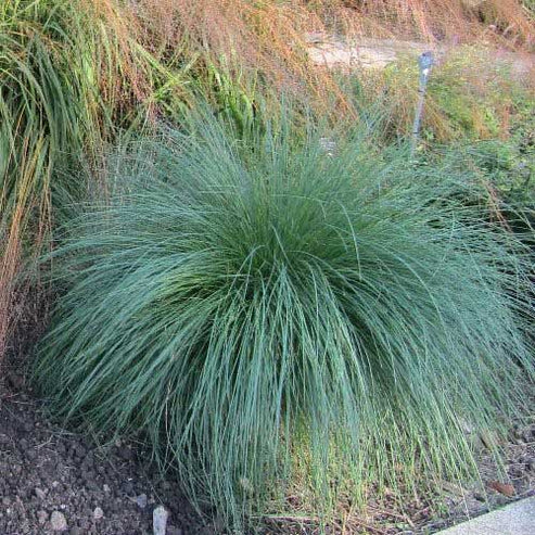 Common Tussock Grass – Hardy Native Grass for Versatile Landscaping ...