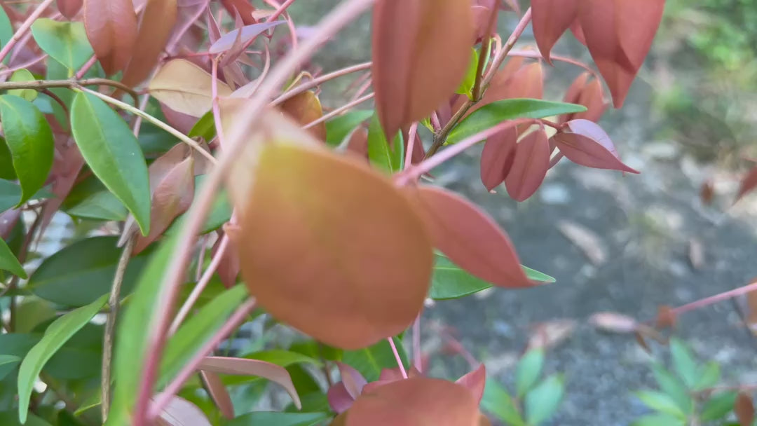 Lilly Pilly Cascade – Cascading Foliage & Vibrant Fruit | Nursery ...