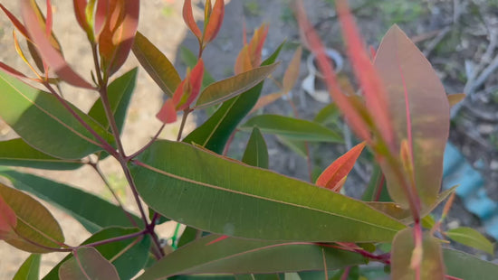 Sydney Red Gum – Striking Native Tree with Mottled Bark | Nursery ...