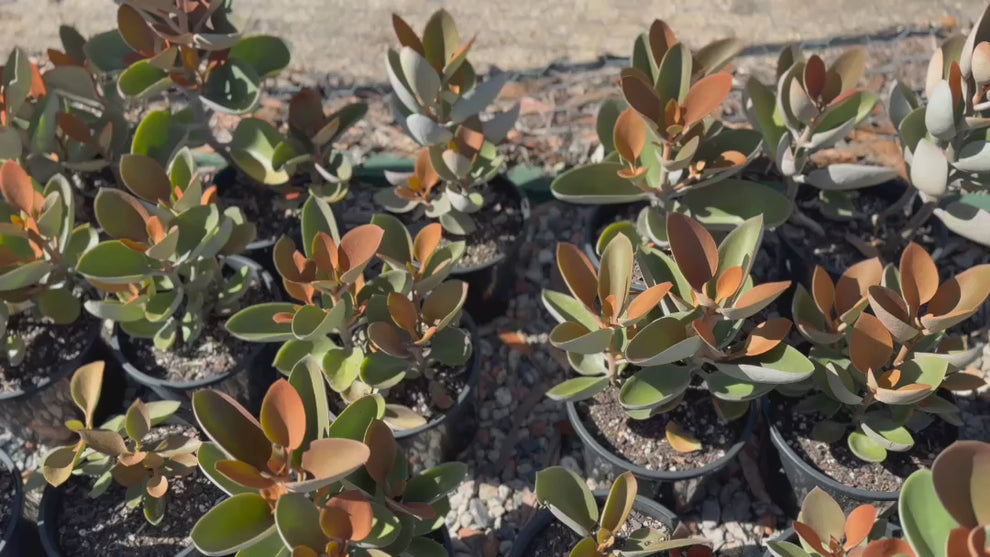 Copper Spoons – Unique Succulent with Copper Leaves | Nursery Warehouse ...