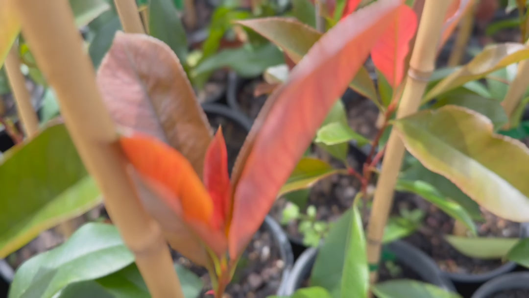 Red Robin – Vibrant Hedging Plant | Nursery Warehouse – Nursery ...