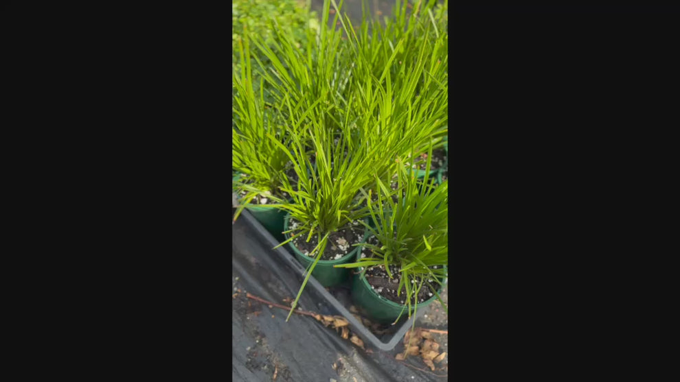 Lomandra Lime Tuff – Hardy Grass with Lime Foliage | Nursery Warehouse ...