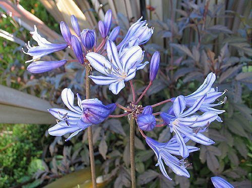 Agapanthus Tinkerbell (Tinkerbell Agapanthus) – Compact, Colourful ...