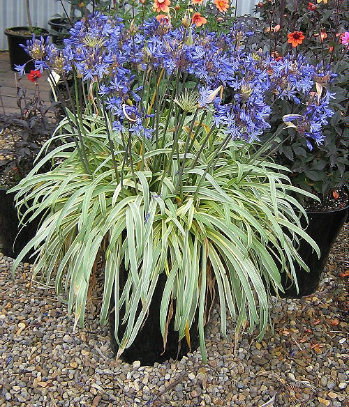 Agapanthus Tinkerbell (Tinkerbell Agapanthus) – Compact, Colourful ...