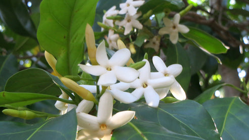 Randia Fitzalanii (Atractocarpus) – Fragrant Evergreen Shrub with White ...