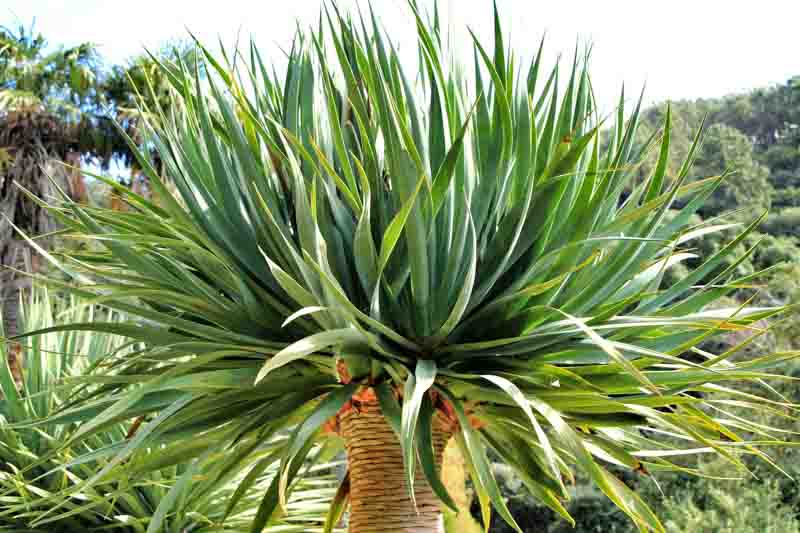 Dragon Tree – Striking Architectural Tree | Nursery Warehouse – Nursery ...