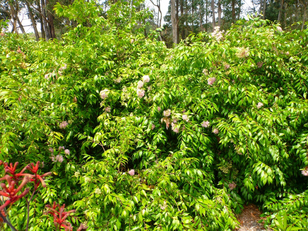 Lilly Pilly Cascade – Cascading Foliage & Vibrant Fruit | Nursery ...