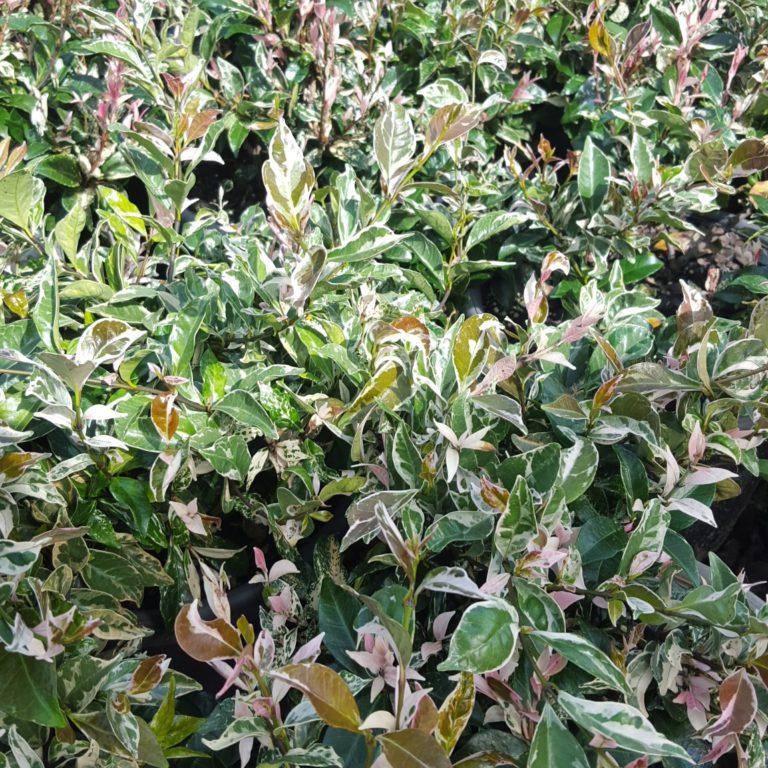 Tricolour Star Jasmine – Stunning Variegated Groundcover | Nursery ...