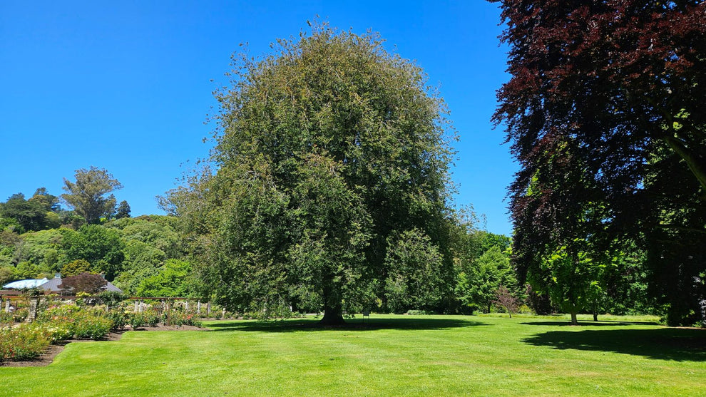 Ulmus Procera – Majestic English Elm Tree – Nursery Warehouse PTY LTD