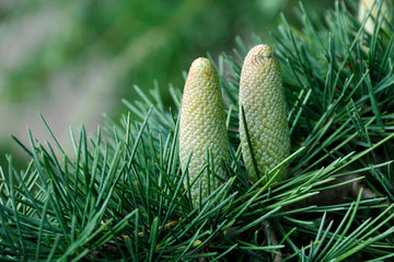 Conifer Trees – Evergreen Beauty for Every Landscape | Nursery ...