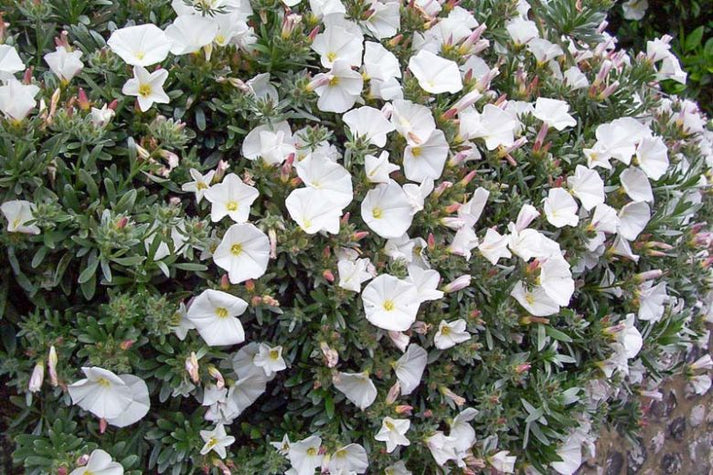 Silver Bush – Stunning Silvery Foliage & White Flowers | Nursery ...