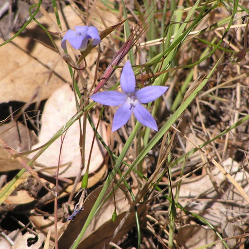 Wahlenbergia stricta – Australian Bluebell | Native Perennial Flower ...